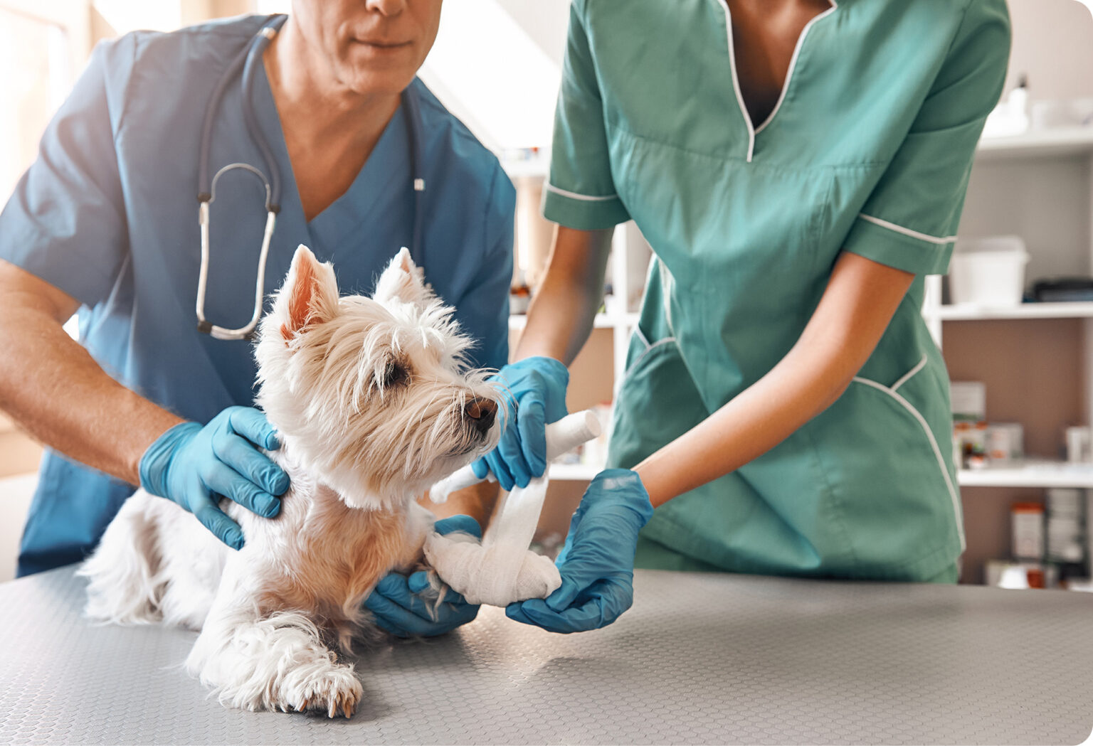 Timeless Veterinary Systems Inc.