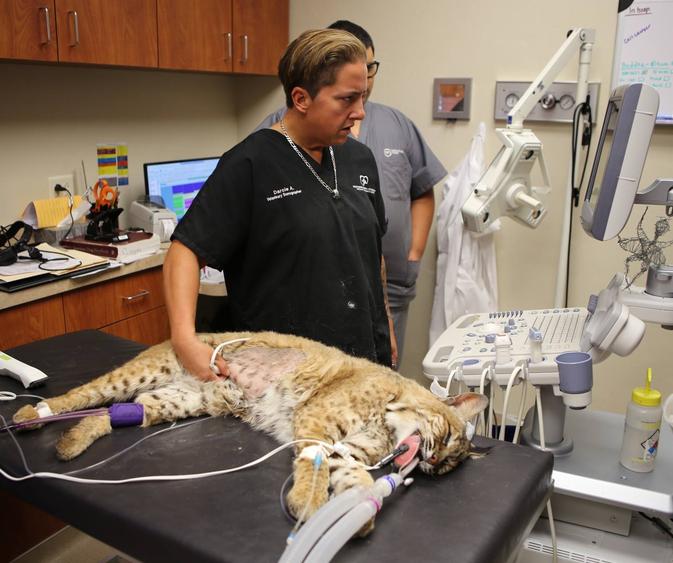 Scheduling & Calendar Management – Timeless Veterinary Systems Inc.